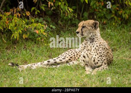 Cheetah lying on grass near termite mound Stock Photo - Alamy