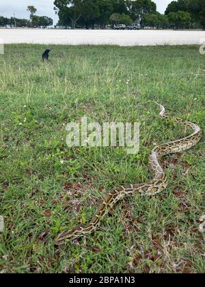 A seven-foot-long Burmese python is harassed by crows as it crosses ...