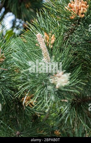 Around the UK - Pollen falling from the flowers of a Black Pine Tree ...