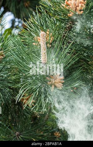 Around the UK - Pollen falling from the flowers of a Black Pine Tree ...