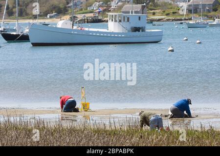 Clamming at Stage Harbor in Chatham, Massachusetts on Cape Cod, USA ...