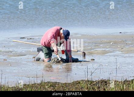 Clamming at Stage Harbor in Chatham, Massachusetts on Cape Cod, USA ...