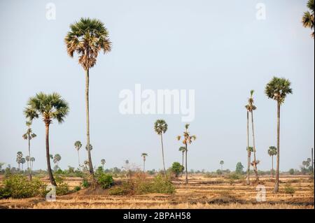 Asian Palmyra Palms (Borassus flabellifer), Komodo National Park ...