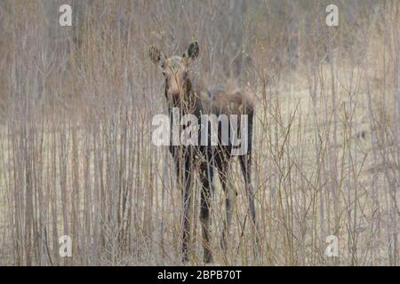 Western Moose in Canada's Boreal Forest Stock Photo - Alamy