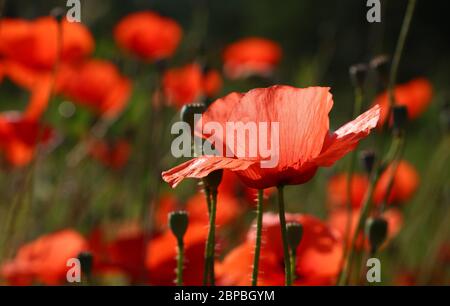 Close up backlit red poppy flowers in green field, low angle side view ...