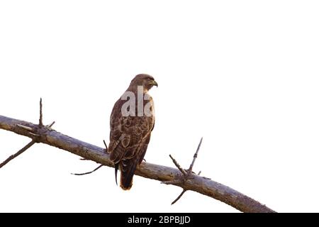 Red tailed Hawk Hi Key Stock Photo - Alamy