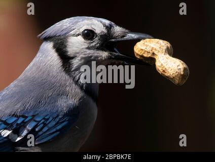 One big nut Stock Photo - Alamy
