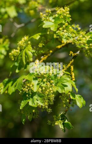 English oak, Quercus robur flower Spring pollen Catkins Stock Photo - Alamy