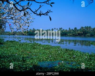 Kerala India Vembanad Lake near Kumarukom Backwaters Stock Photo - Alamy