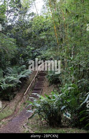 Grand Etang Forest Reserve Grenada Stock Photo - Alamy