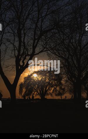 Edgewater park willow tree in cleveland ohio Stock Photo - Alamy