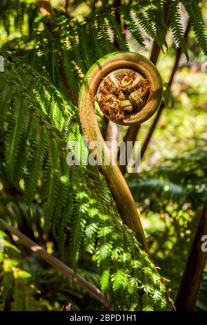 Hapu'u ferns in Hawai'i Volcanoes National Park, Hawaii, USA Stock ...