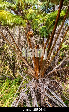 Hawaii, Big Island, Forest Of Ferns And Trees Stock Photo - Alamy