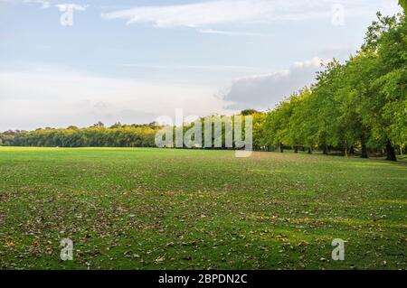 Trees in Sefton Park, a Grade I listed park in the Aigburth district of ...