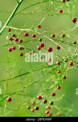 Beautiful plant of asparagus officinalis with red Stock Photo - Alamy