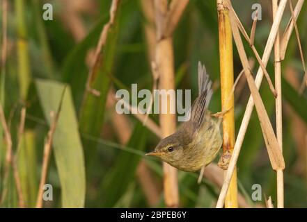 Aberrant bush warbler, Horornis flavolivaceus, Maguri Beel, Tinsukia ...