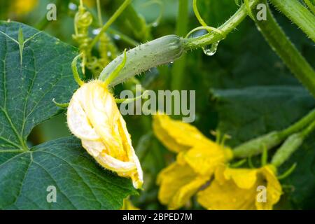 Gurke in der Plantage, landwirtschaftlicher Anbau von Gurken Stock ...