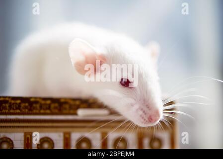 white rat with red eyes. close up soft photo Stock Photo - Alamy