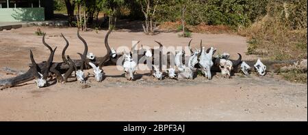 Giraffe, oryx, springbok and African buffalo by the pond. African ...