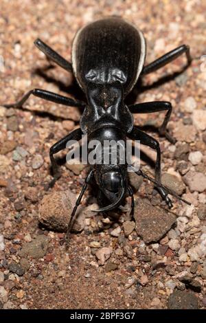 big ground beetle Anthia Cintipennis in namib desert. Insect predator ...