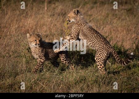 Two cheetah cubs play fighting on grass Stock Photo - Alamy
