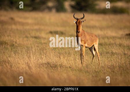 Topi stands in long grass watching camera Stock Photo - Alamy