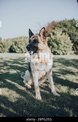 The German Shepherd enjoys the spring sun Stock Photo - Alamy