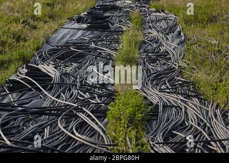 Drip irrigation on the field, black hoses drip irrigation Stock Photo ...