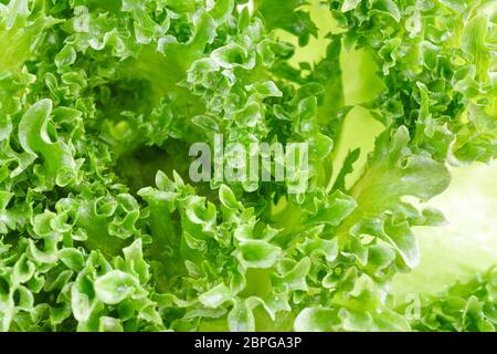 Closeup of green lettuce leaves, fragment. Abstract background Stock ...