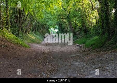 Halnaker tree tunnel over an ancient track to Halnaker windmill forming ...