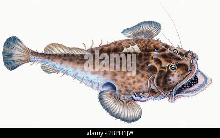 Angler Fishing Frog Frog Fish Sea Devil Lophius Piscatorius Stock