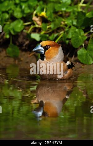 Hawfinch bird bathing standing in a pond close-up Stock Photo - Alamy