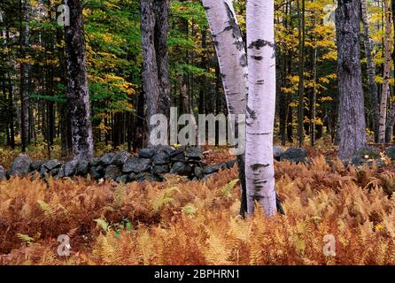 Birch in ferns, Green Mountain National Forest, Vermont Stock Photo - Alamy