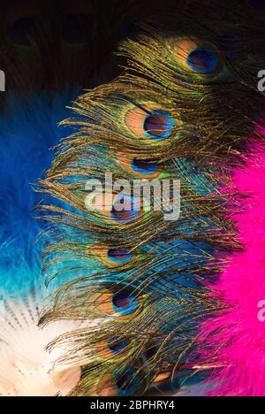 Beautiful bird feathers for decorative purposes Stock Photo - Alamy