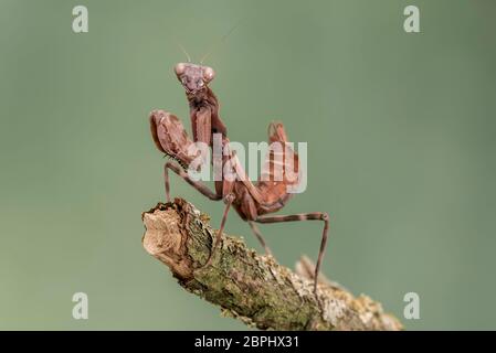 Indonesian Double Shield Mantis, isolated against a muted green ...