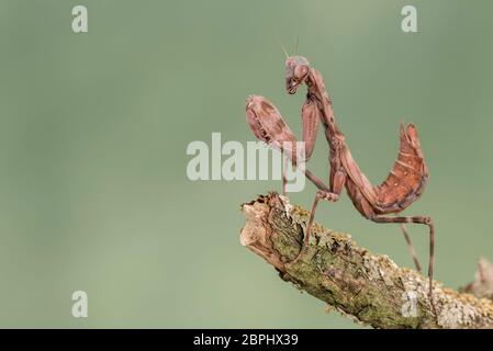 Indonesian double shield mantis (Pnigomantis medioconstricta Stock ...