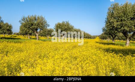 Flowery Olive Grove in Alentejo Portugal Olive Trees Landscape in ...