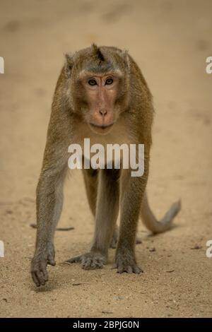 A long-tailed macaque walks on a bridge along Punggol Promenade Nature ...
