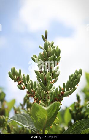 Green seed pods on a lilac tree branch Stock Photo - Alamy