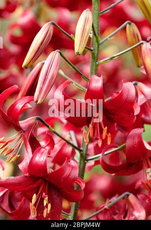 Deep red, spotted Lilium "Red Velvet', Lily 'Red Velvet' Stock Photo ...