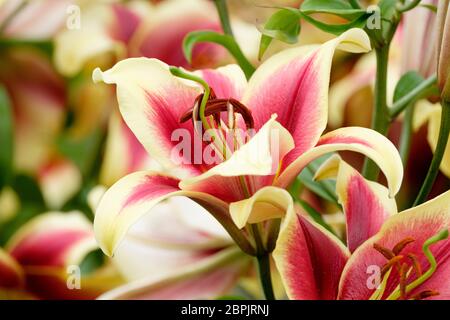 Lilium 'Flavia' Oriental Trumpet Lily, Flavia Orienpet Hybrid Lily ...