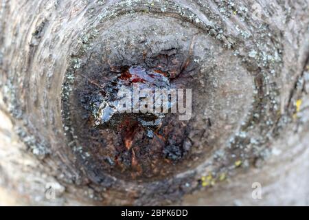 Golden resin on the cherry tree branch Stock Photo - Alamy