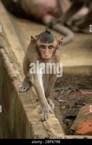 Baby long-tailed macaque on stump hunching shoulders Stock Photo - Alamy