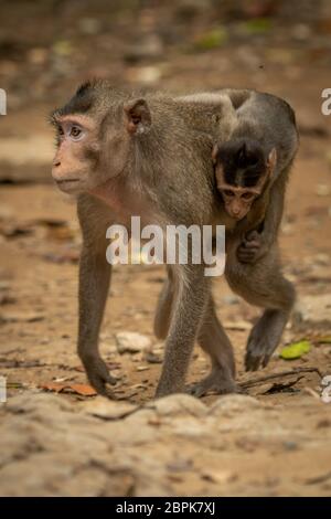 Long-tailed macaque carries baby on sandy rocks Stock Photo - Alamy