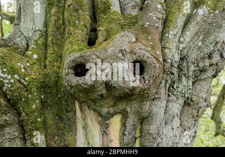 Eye level image of interesting natural burr (burl, bur) on trunk or ...