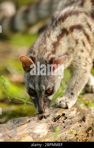 Common genet (Genetta genetta) on trunk at night, Avila ,Spain - stock ...