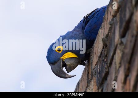 Hyacinth macaw close up from Pantanal, Brazil. Brazilian wildlife ...