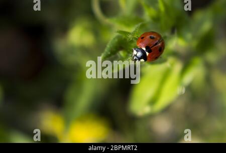 Ladybird on the grass, about to take flight Stock Photo - Alamy