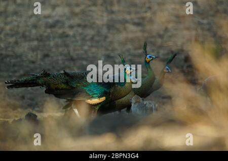Green peafowl Pavo muticus also known as Java peafowl crossing the ...