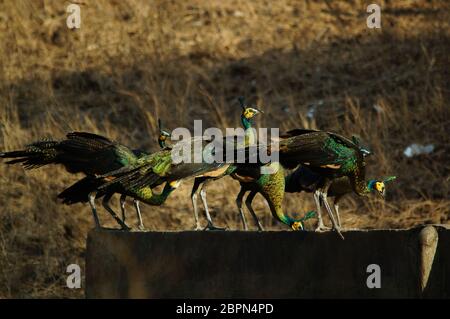 Green peafowl Pavo muticus also known as Java peafowl crossing the ...